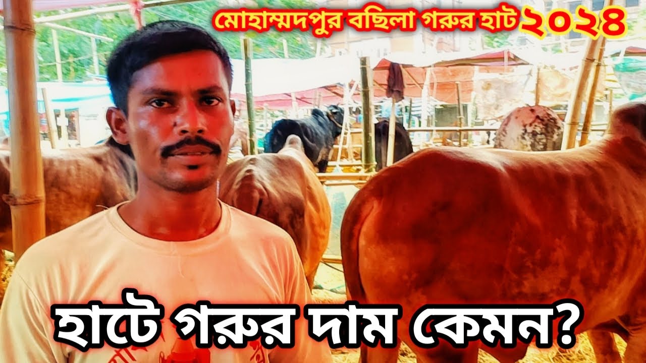 ব্যাপারি গরুর দাম কত চাচ্ছে? Mohammadpur bosila gorur haat 2024 ...