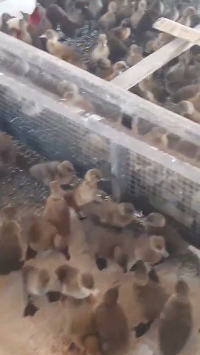 anak bebek lokal siapa minat ada nih, jantan dan betina petelur - YouTube
