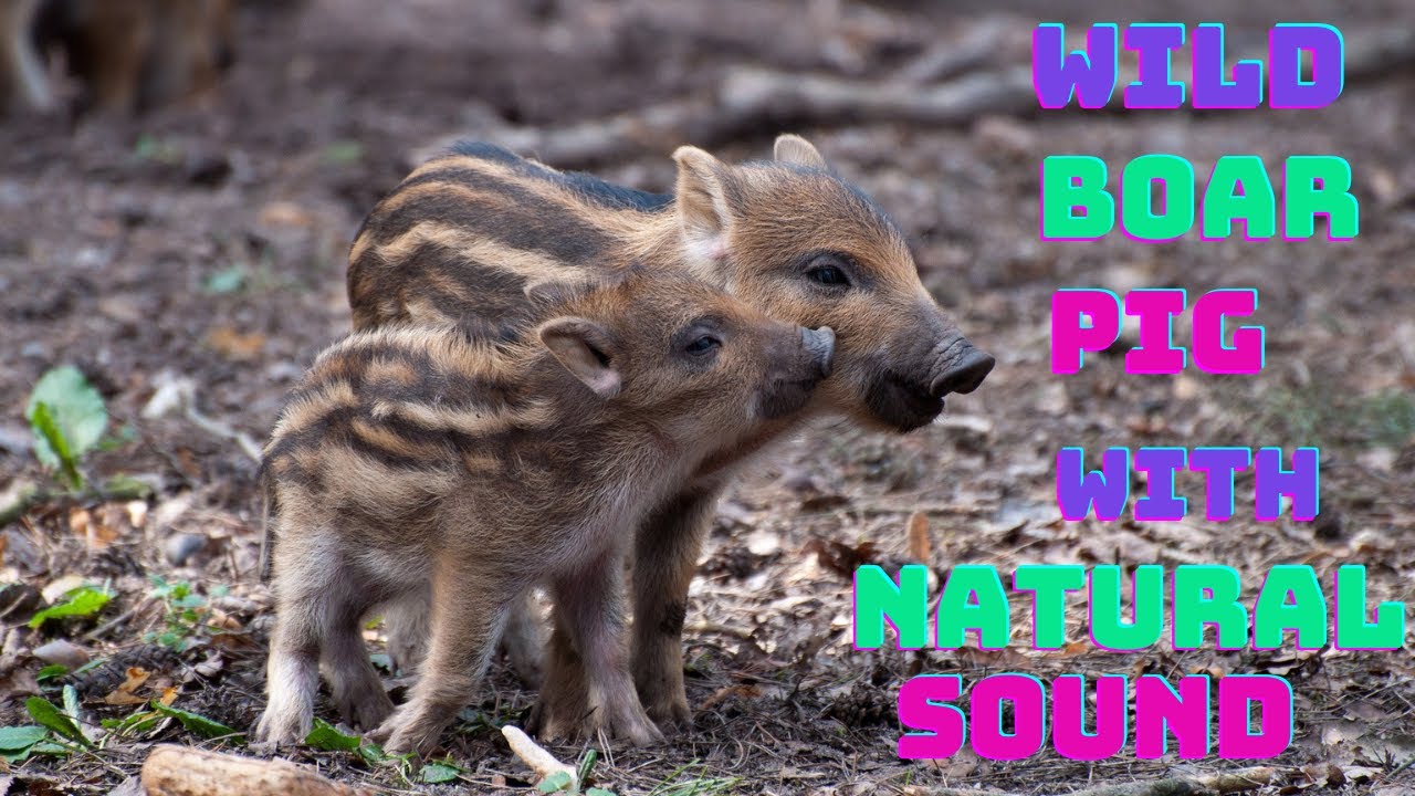 The Survival of Wild Boar Pigs With Natural Sound (No wild boar hunting ...