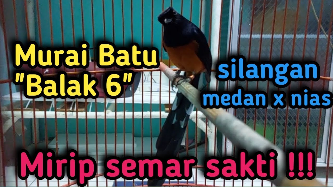 Murai balak 6 mirip Ss dan car perawatanya ️ ️ - YouTube