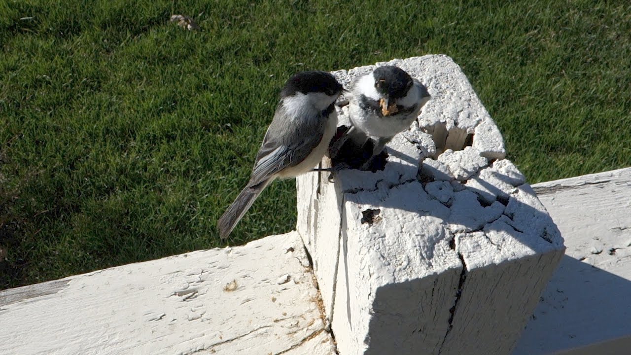 Cute Chickadee Couple! - YouTube