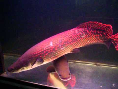 Super Red Arapaima at Siriwan farm in Thailand - YouTube