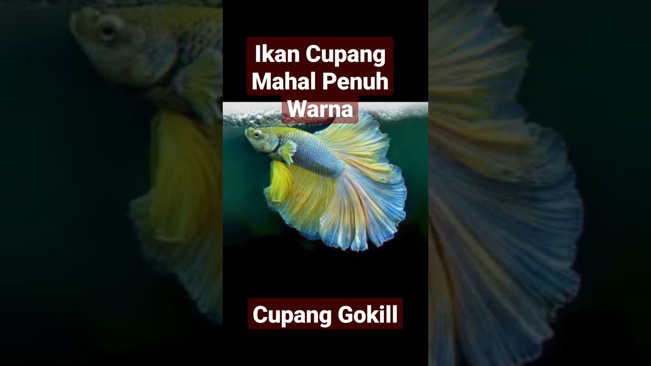 Gokill!! Berbru Ikan Cupang Mahal Di Pinggir Kolam Sultan - YouTube
