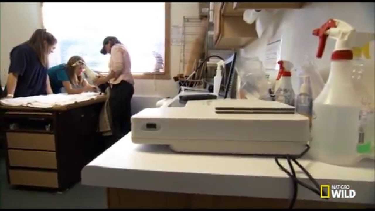 Fujifilm FDR-flex - Dr. Oakley, Yukon Vet - YouTube