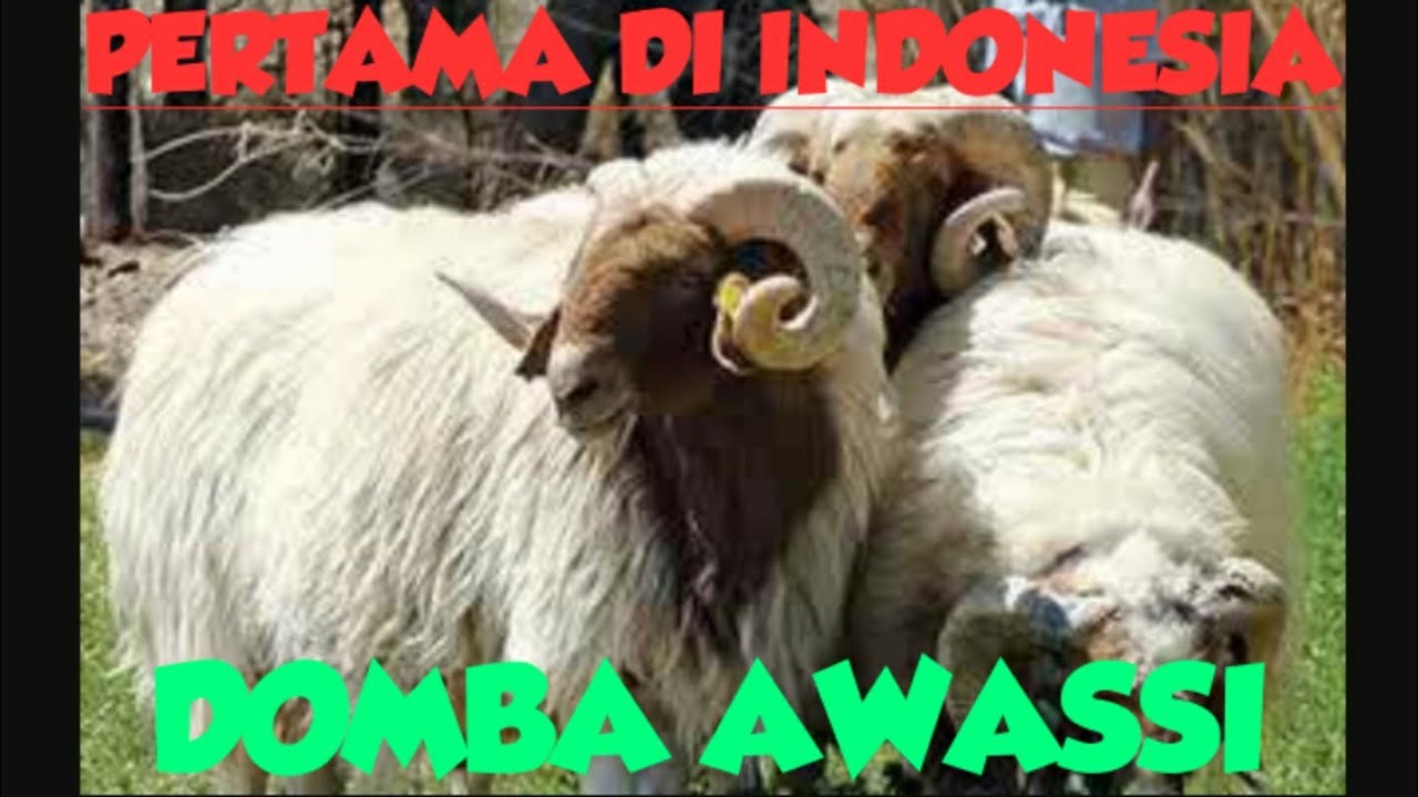 DOMBA AWASSI TELAH LAHIR 1 EKOR JANTAN DI INDONESIA - YouTube