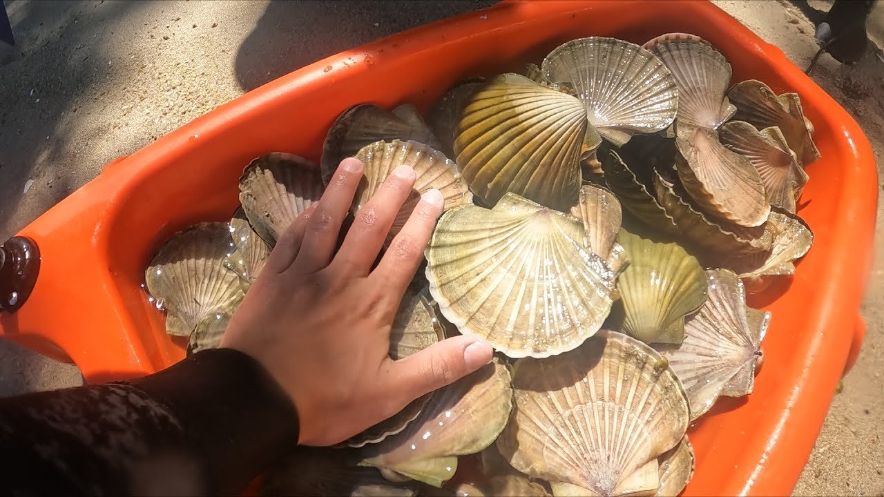 STEWART ISLAND PART 2 | PORT PEGASUS | SPEARFISHING BIG TRUMPETER AND ...