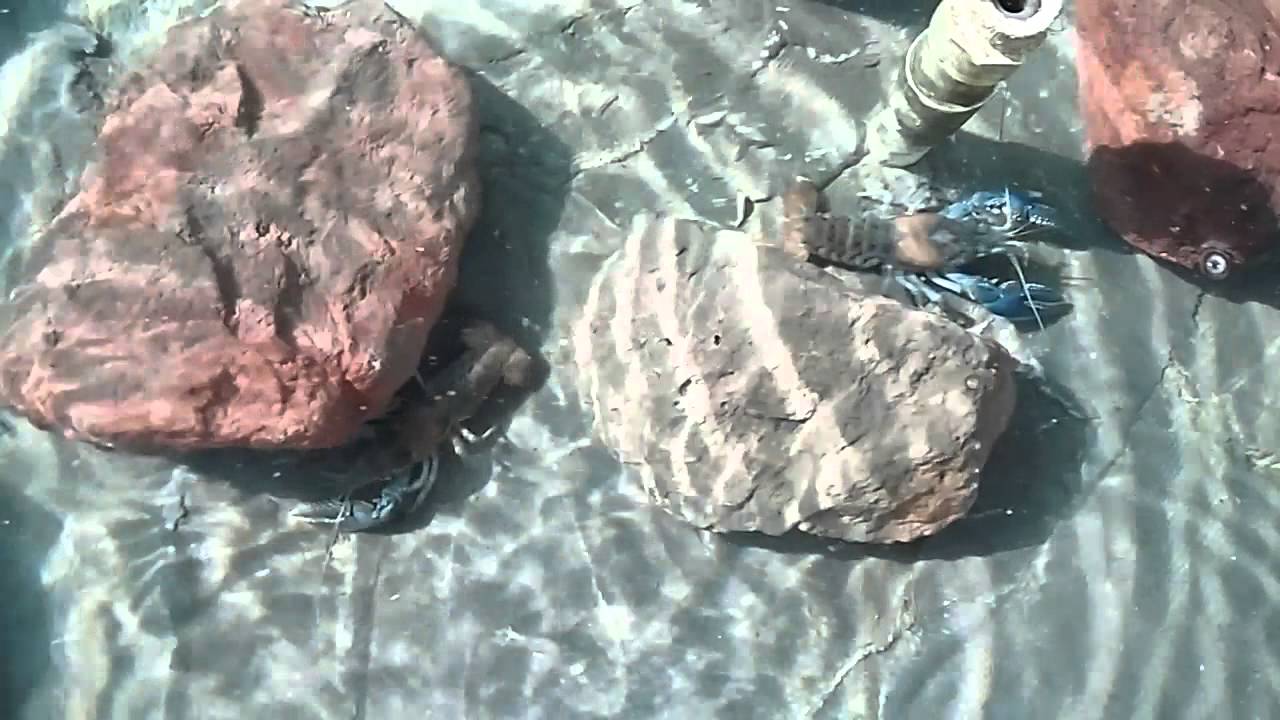 Pet crawdad (crayfish) in pond, with mom - YouTube