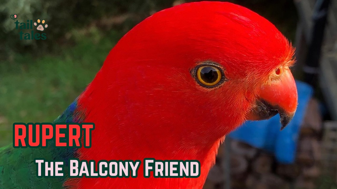 Rupert the Parrot 🦜 The Loyal Wild Bird Who Brought His Love to Meet a ...