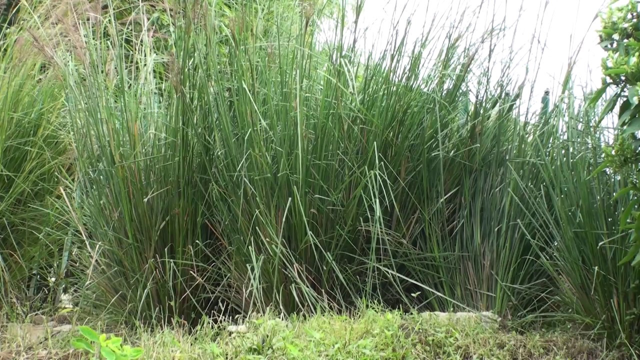 Lavancha grass | Vetiveria products - YouTube