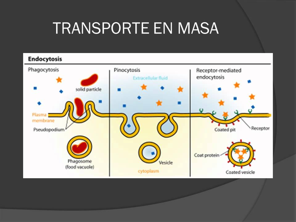 TRANSPORTE ATRAVEZ DE MEMBRANA Y EN MASA.wmv - YouTube