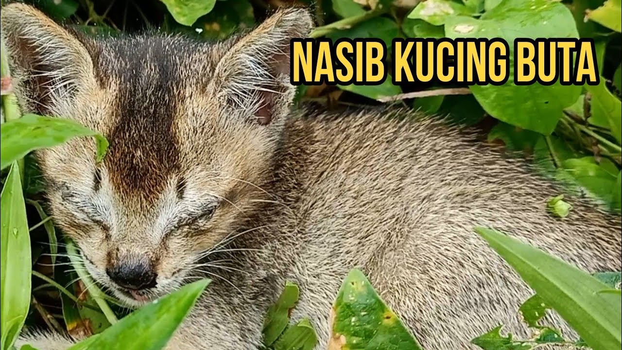 Nasib Kucing Matanya Buta - YouTube