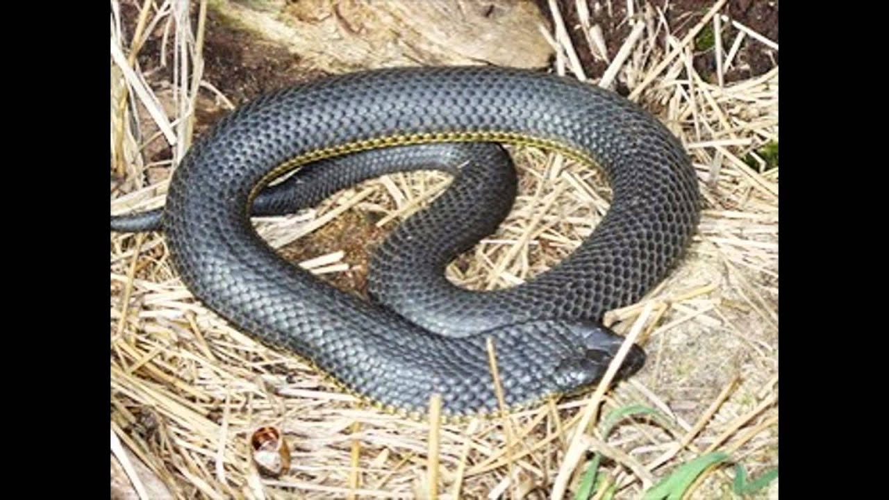 Top 10 Most Poisonous Snakes in the World - YouTube