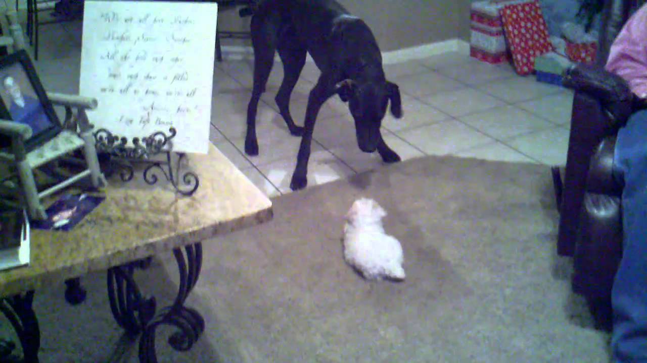 December 24, 2010 8:13 PM - YouTube