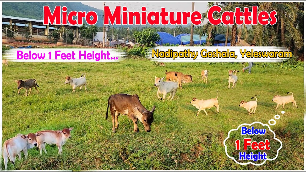 Micro miniature cows playing in the farm | Cows below 01 feet ...