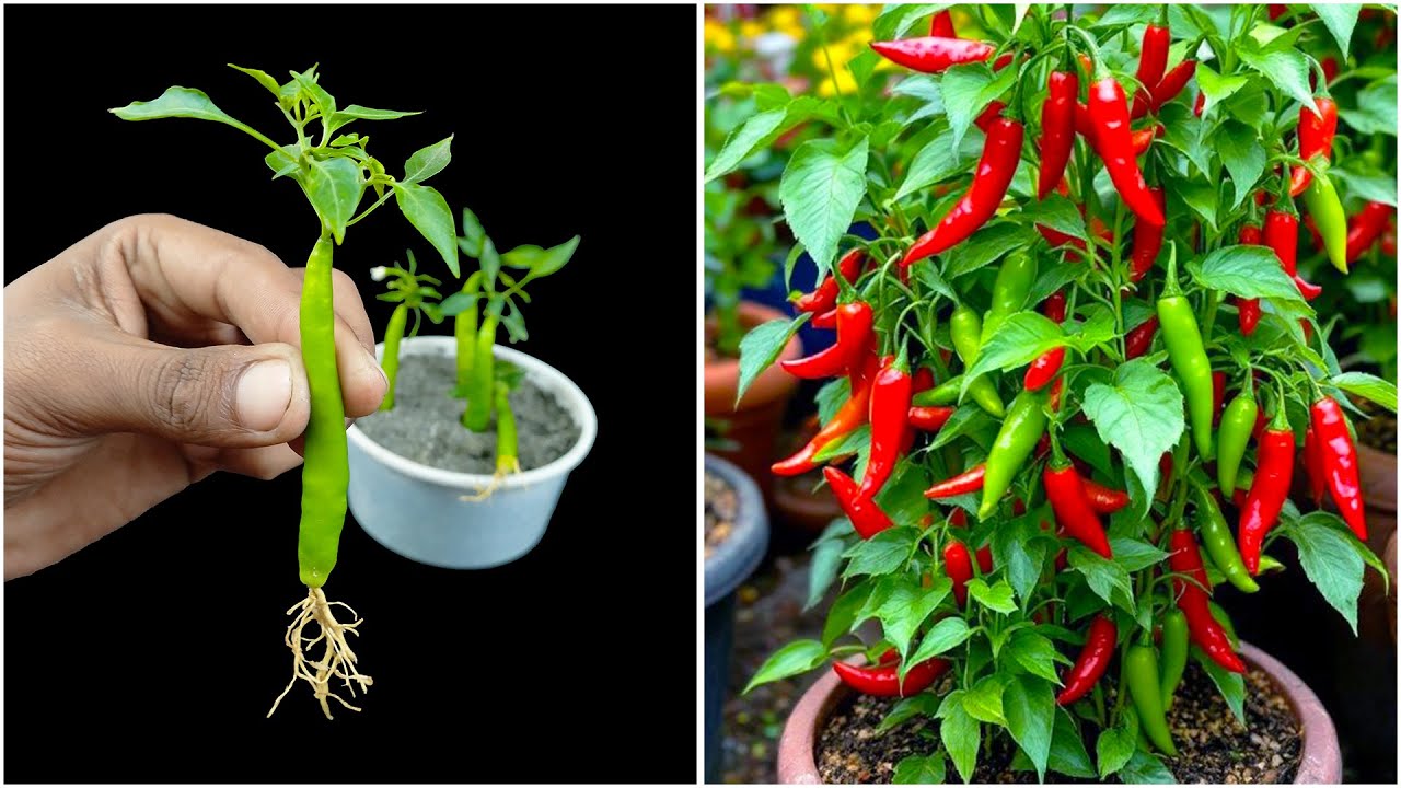 See how to grow chili plant from chilies | Fast rooting method step by ...