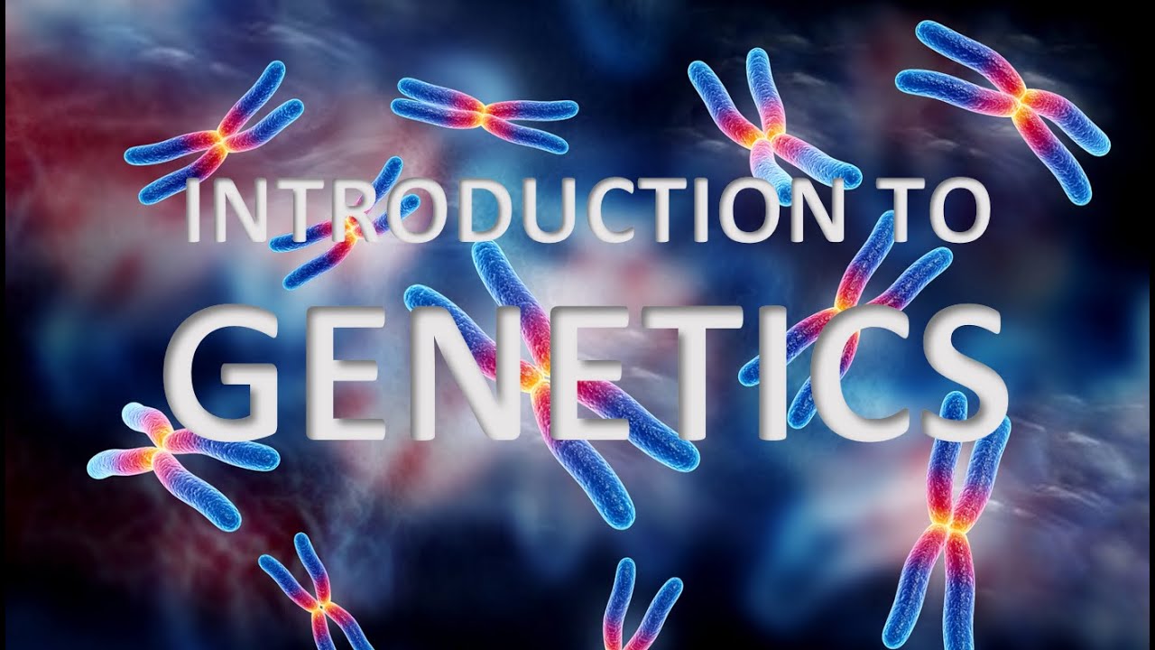 Introduction to Genetics: Genes, Chromosomes, and Gametes [Biology ...