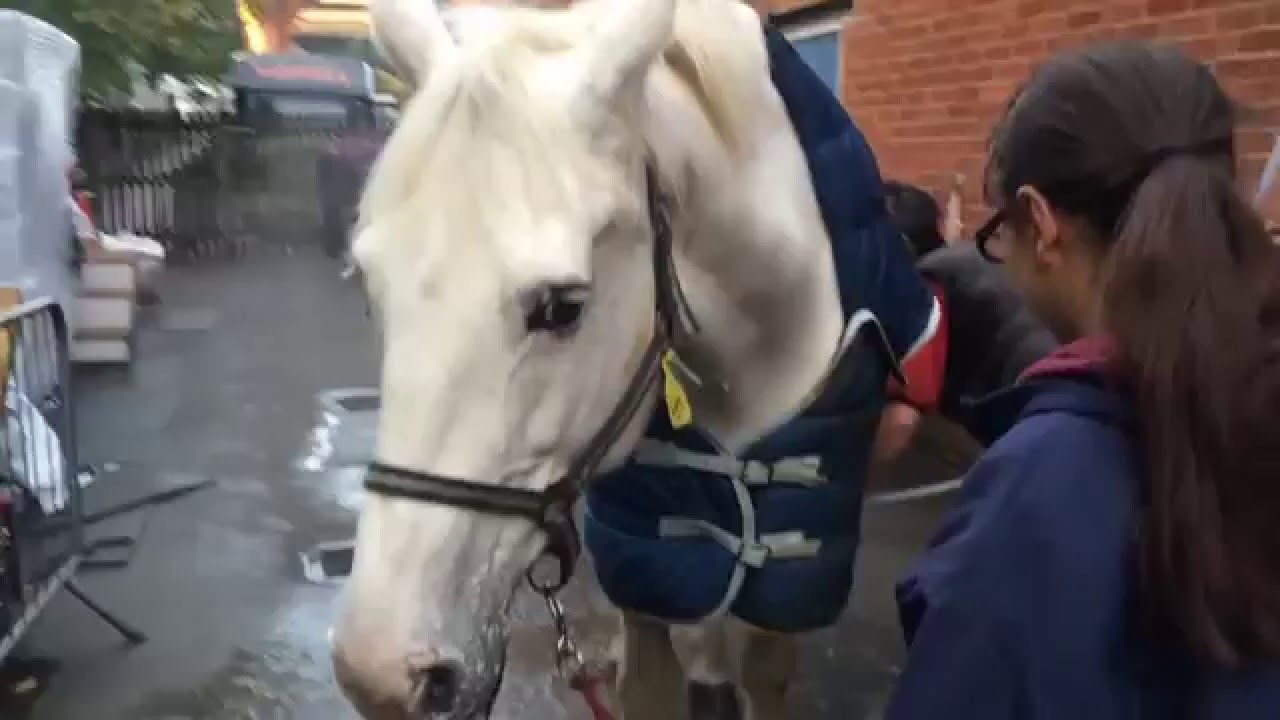 Stepney Bank Stables Youth Volunteers Part 2 - YouTube