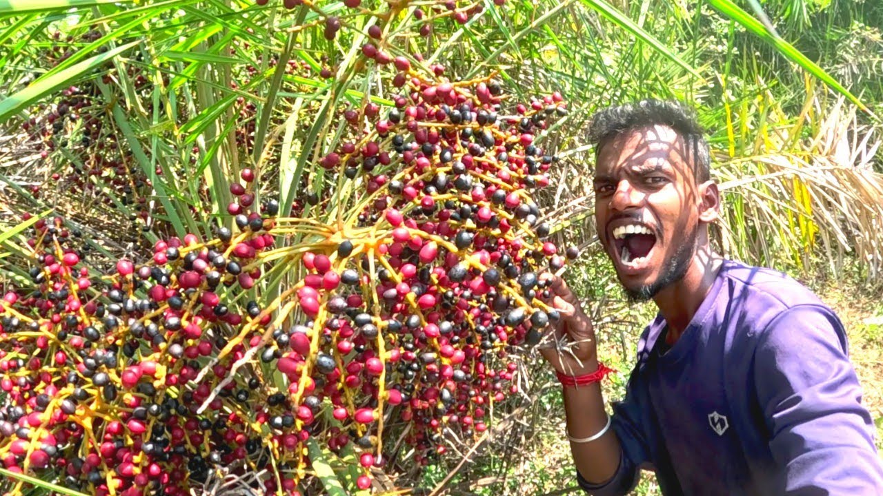 Eecham pazham Hunting My village | Nature Healthy Fruits | ஈச்சம் பழ ...