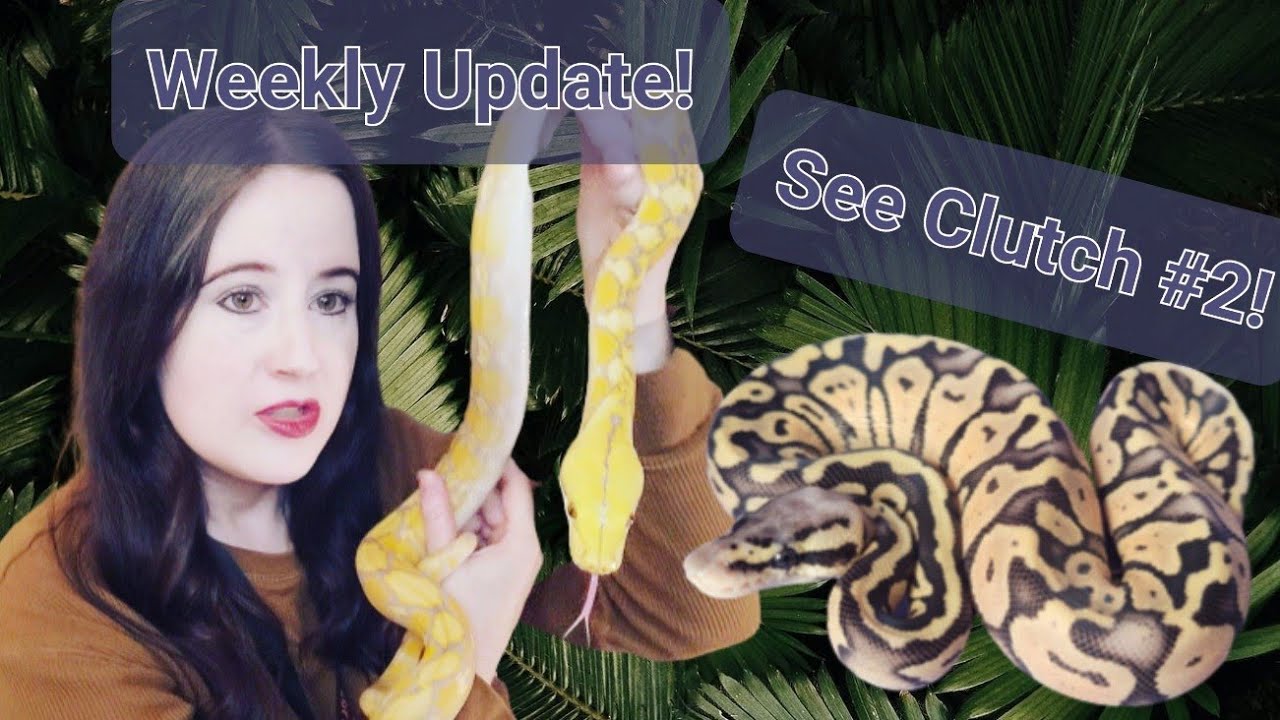 Weekly Update - Clutch #2 Now on MorphMarket! 🐍 - YouTube