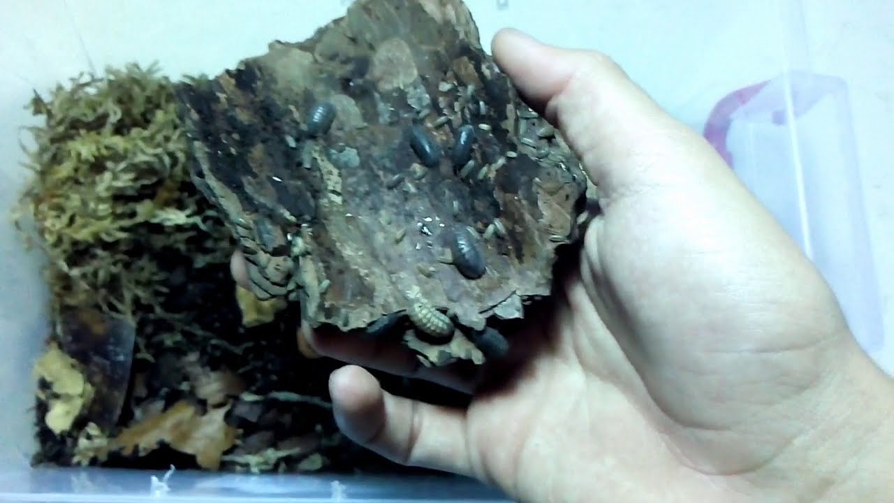 Isopod tour!(7 types) - YouTube