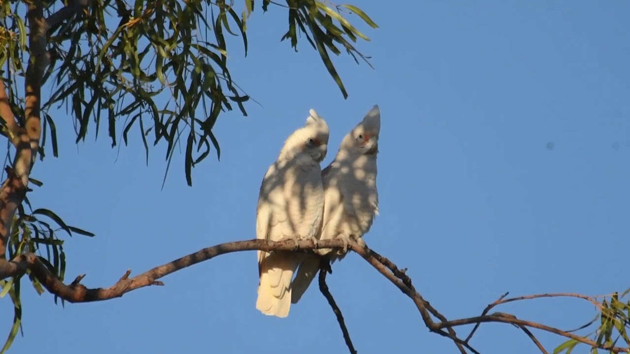 Short billed Corella - YouTube