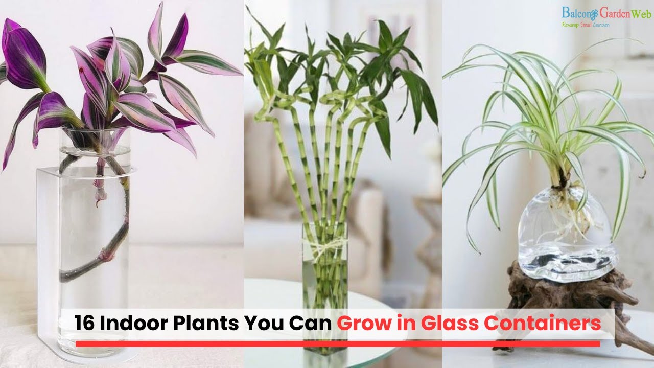 16 Indoor Plants You Can Grow in Glass Containers - YouTube