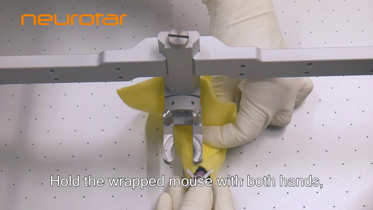 How to head-fix a mouse in the Mobile HomeCage - YouTube