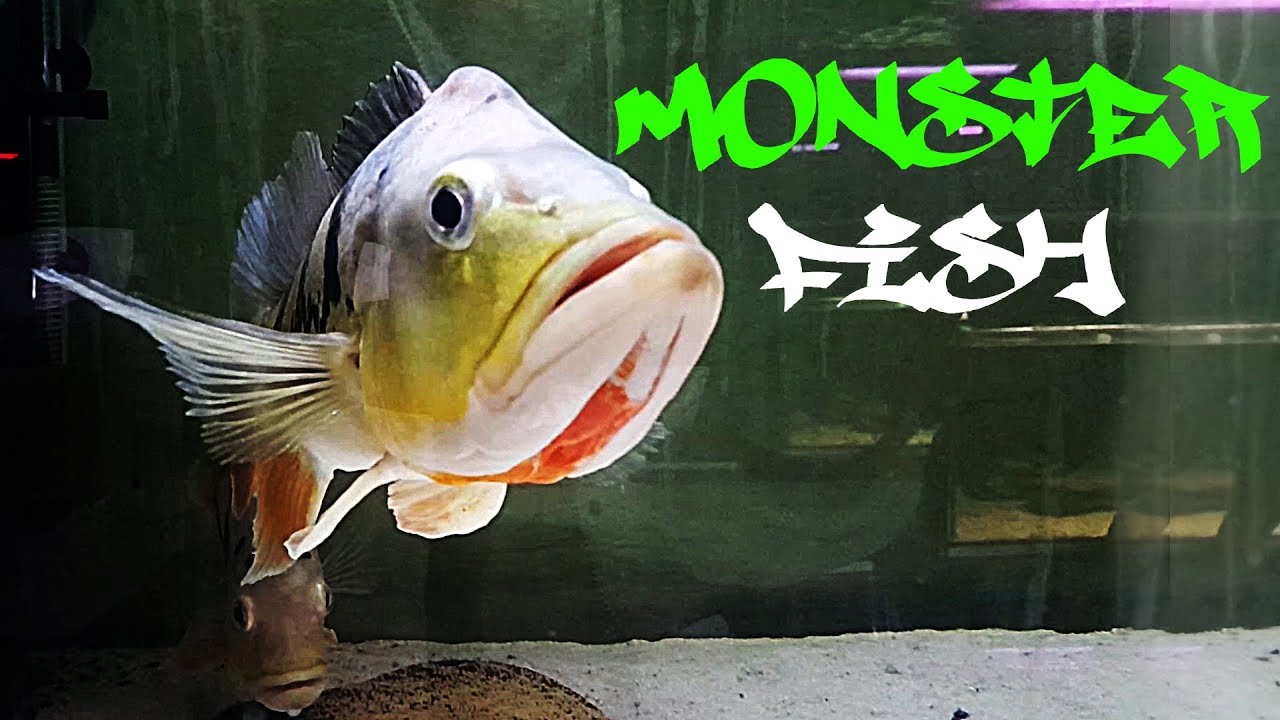 Monster fish in tank Хищници в аквариума ( Largemouth bass & Peacock ...