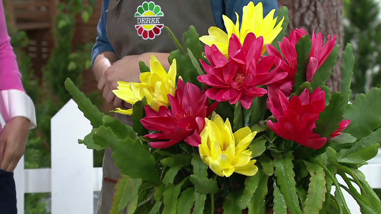 Roberta's 2-Piece Orchid Cactus 2-in-1 Combo Mix on QVC - YouTube