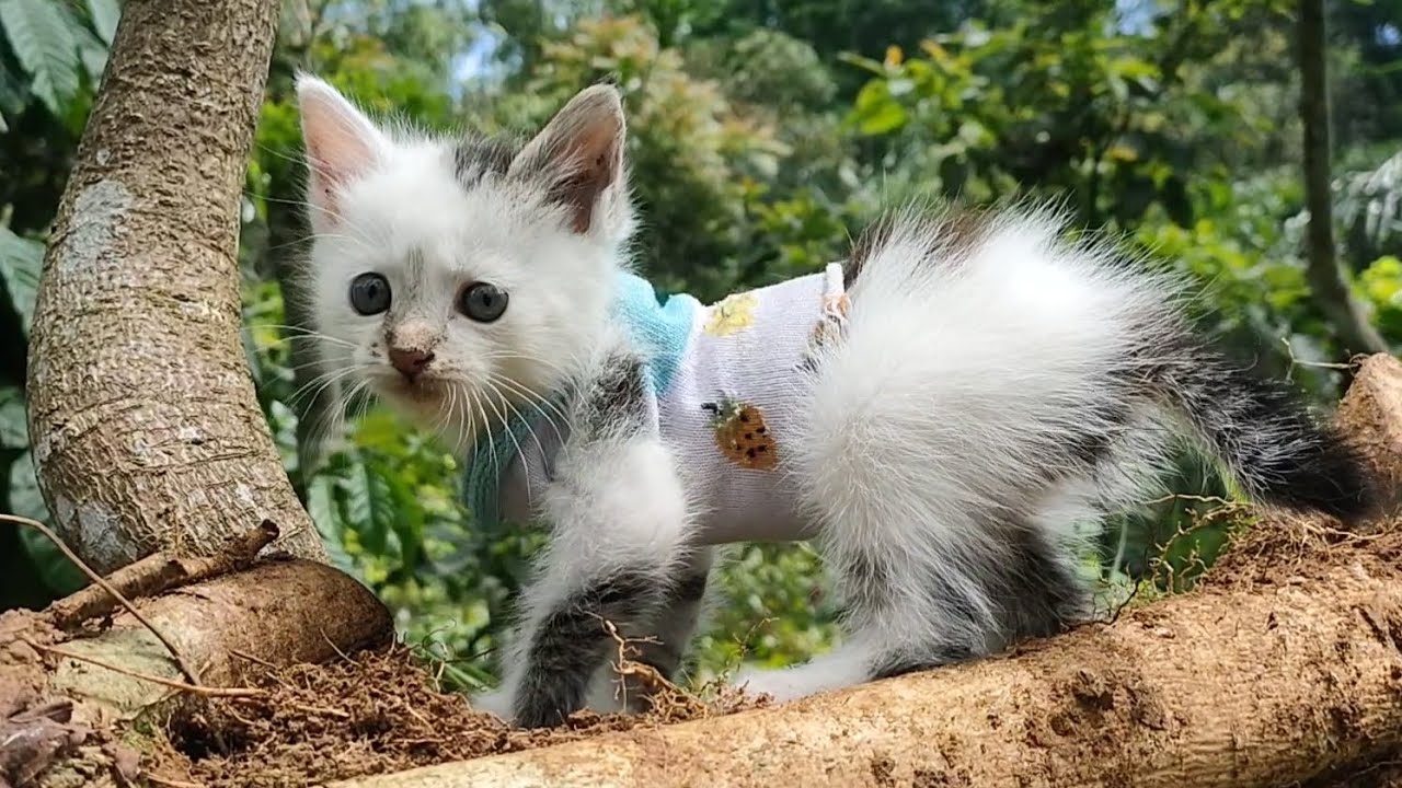 LUCU... kucing menggemaskan lucu - funny kitten cat - moment cat funny ...