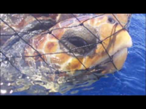 Save the Sea Turtles! - YouTube