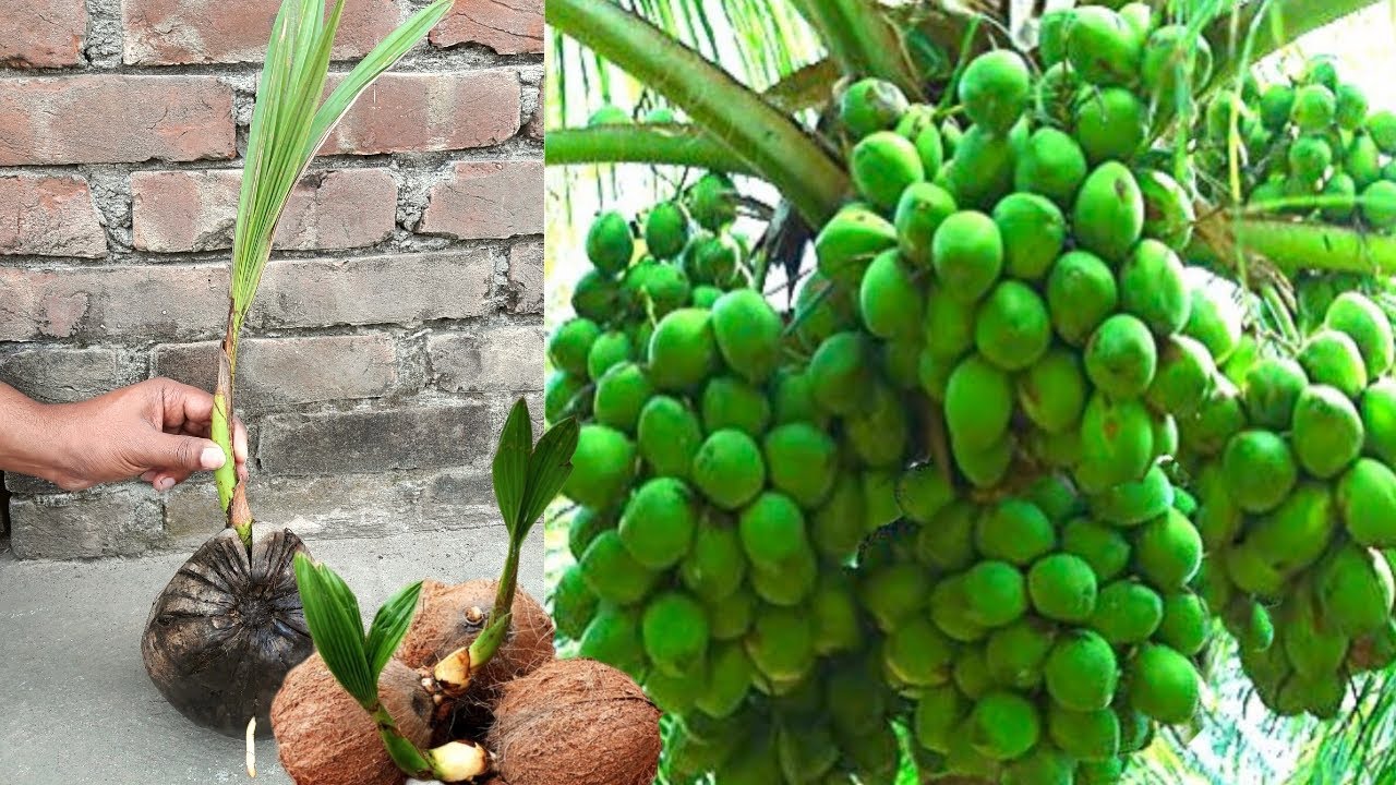🌴grow coconut tree - unique way - YouTube