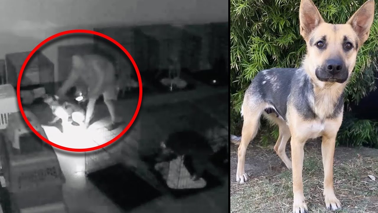 Video captures thief stealing rescue dog from Paw Works - YouTube