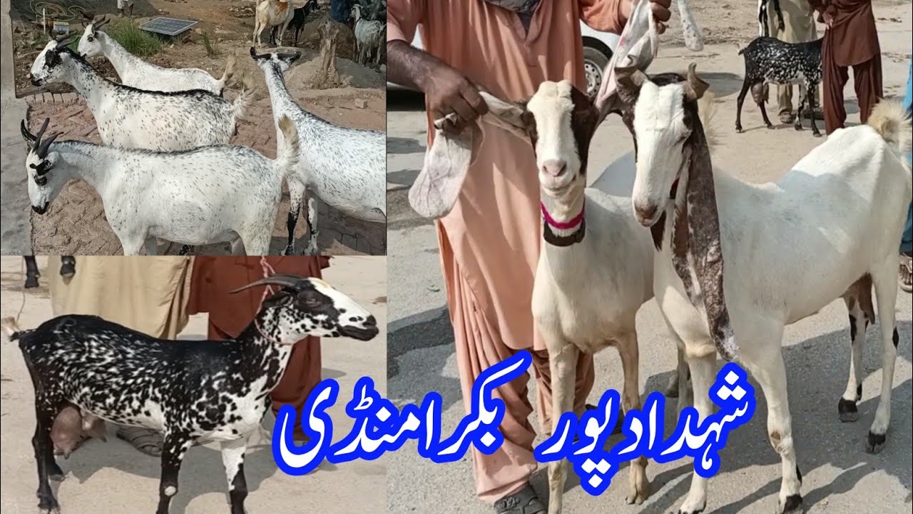 Bakra mandi Sindh - YouTube