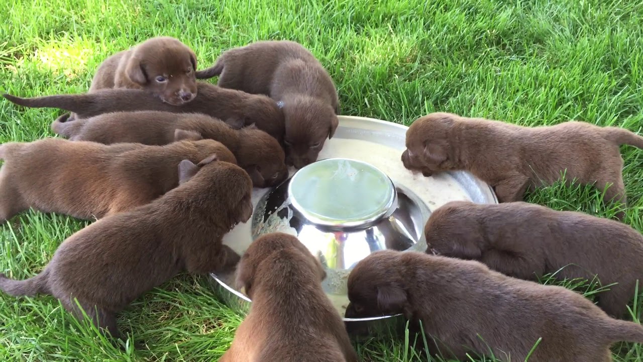 Chocolate Labrador Retriever Puppies are Eating at 4 weeks - YouTube