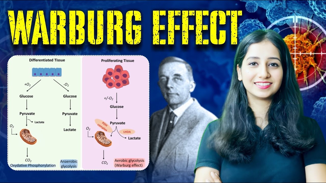 Warburg Effect in Cancer I Why Cancer Cells Prefer Glycolysis? I How ...