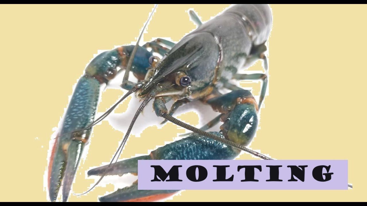 Molting Lobster Air Tawar - YouTube