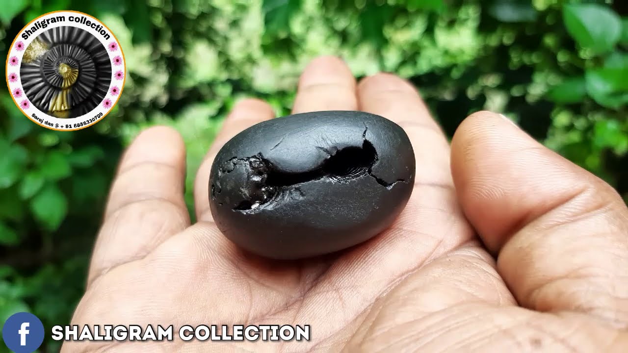 Shaligram Shila Very Rare Small Size Mahavishnu Shaligram /Gandaki ...