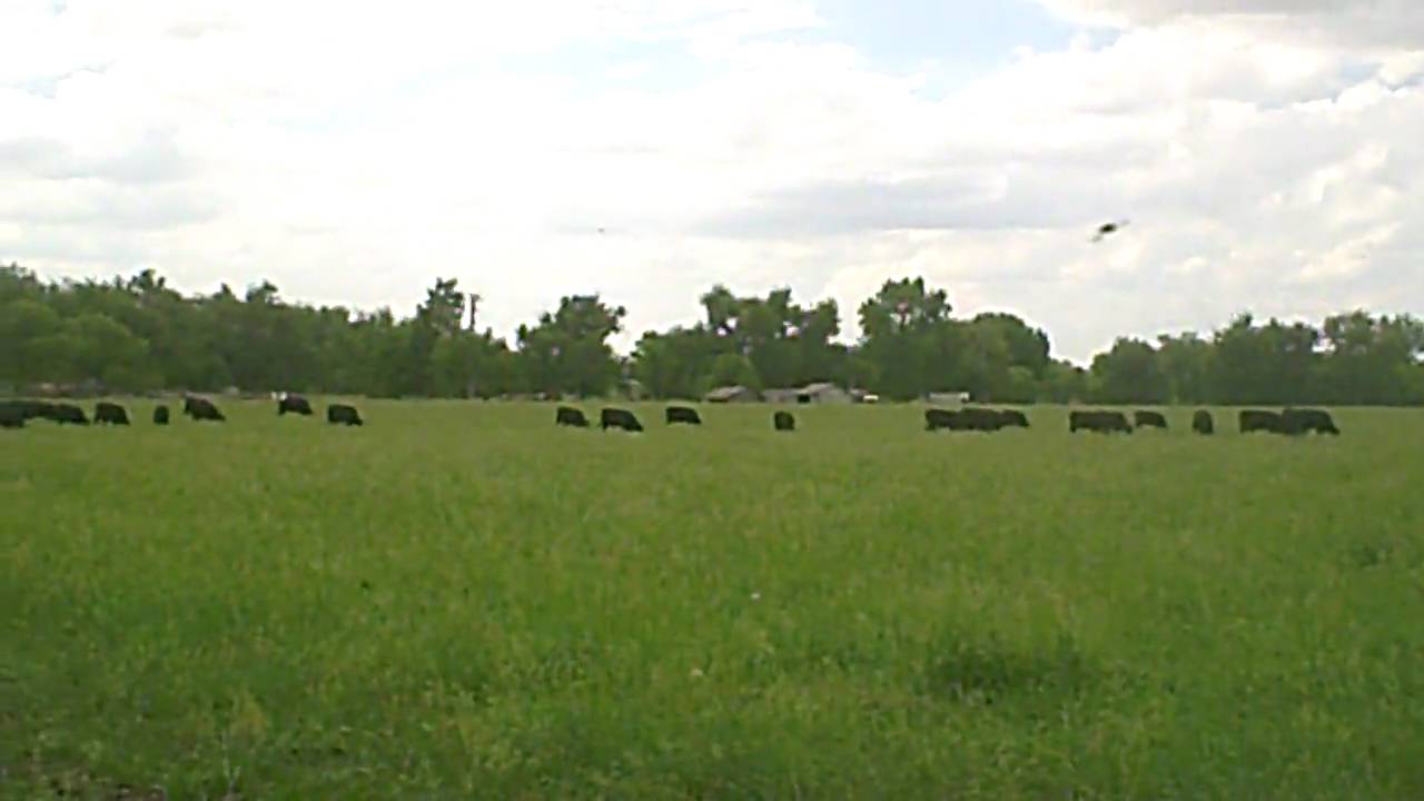 Roth Farms Angus - YouTube