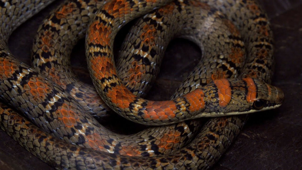 Twin Barred Tree Snake