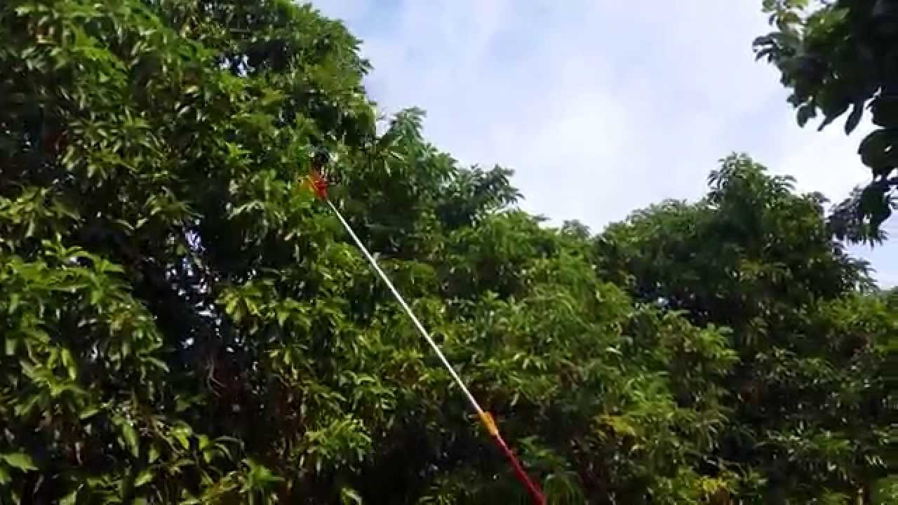 Avocado pick in israel - YouTube
