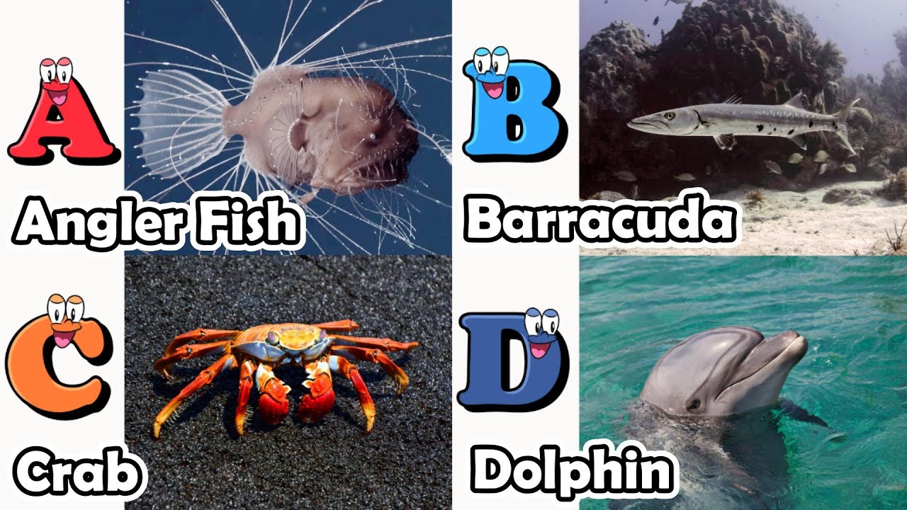 ABC Sea Animals song | Learn Alphabets | English and Animals for Kids ...