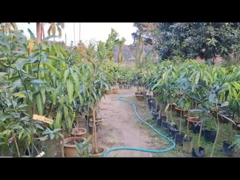 Kokborok/Thaychuk,Komola,Malta kaimani pot tai grow bag ni phango tabuk ...