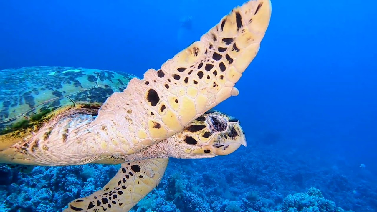 Sea Turtles Swimming - Dive With Turtles - Marine Life Documentary ...