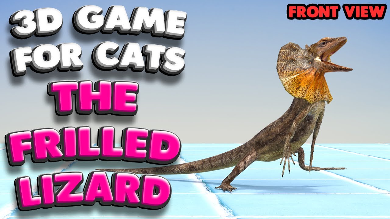 3D game for cats | The frilled lizard (front view) | 4K, 60 fps, stereo ...