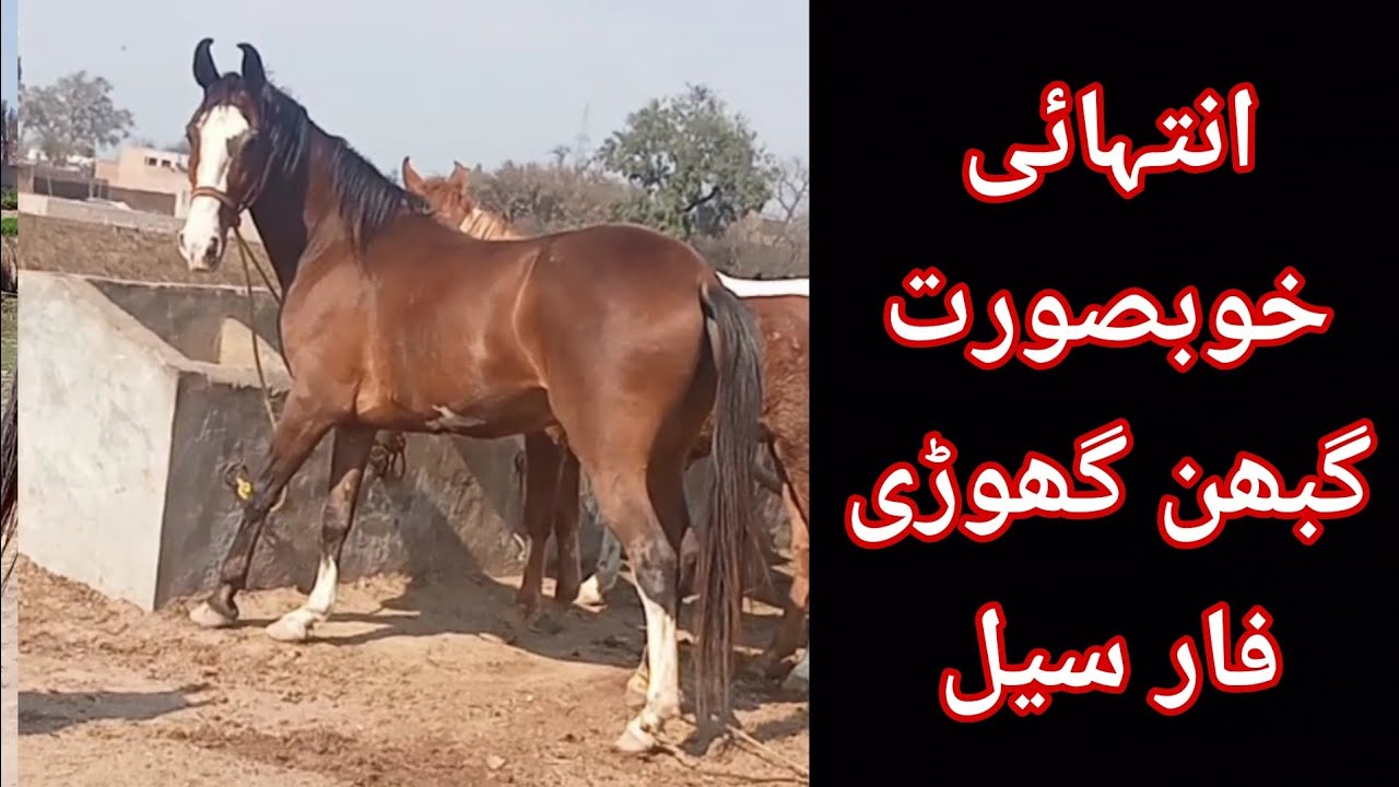 Brand Pregnant Ghori For Sale Out Class Mare Sale in Sargodha || GR ...