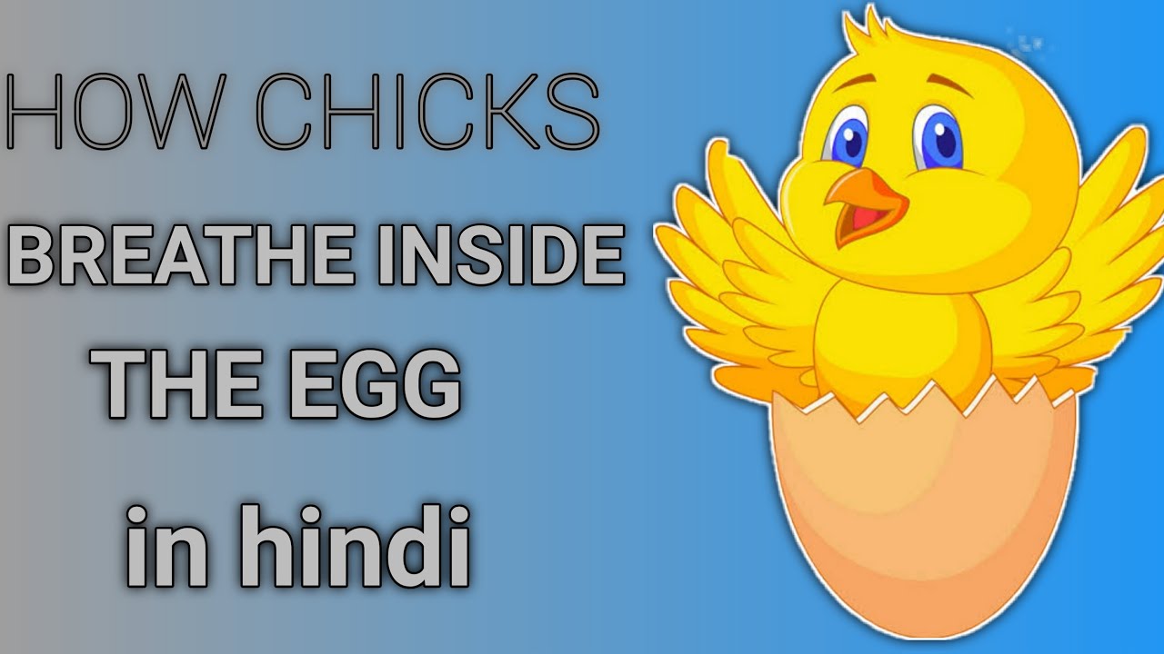 How Chicks breathe inside the egg | Fact | Science Facts - YouTube