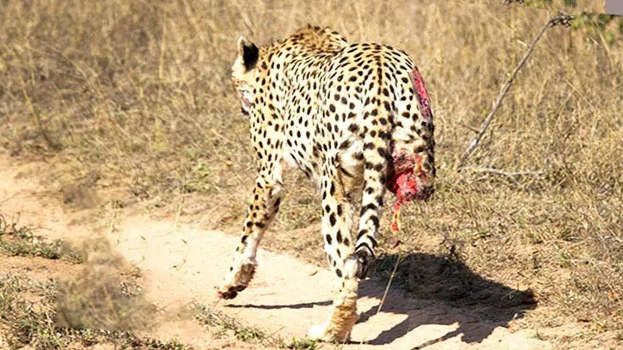 10 Piores momentos que aconteceram com o pobre leopardo - YouTube