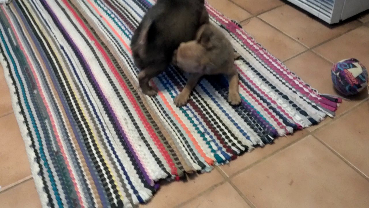 Pip-Pip and Pig as babies pt 1 - YouTube
