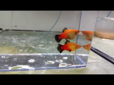 variatus platy pair - variety is sunset wag tail- jan 5 2017 - YouTube
